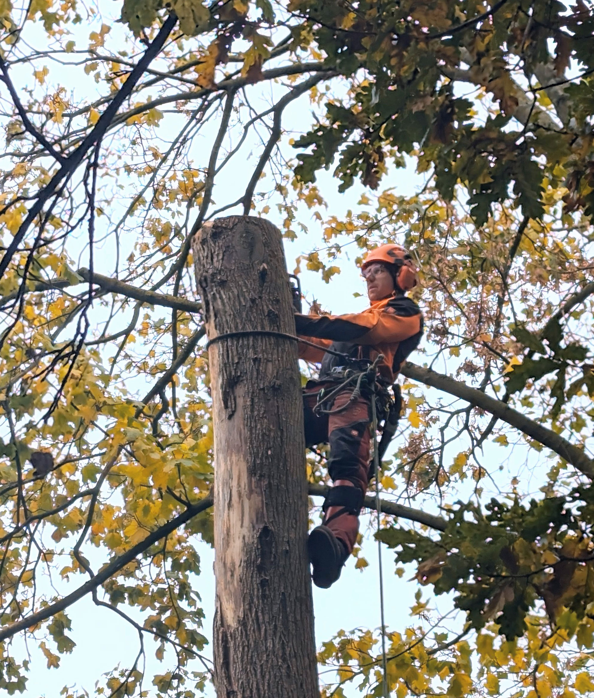 Over ons | Stam Boomspecialisatie | Allround boomverzorging